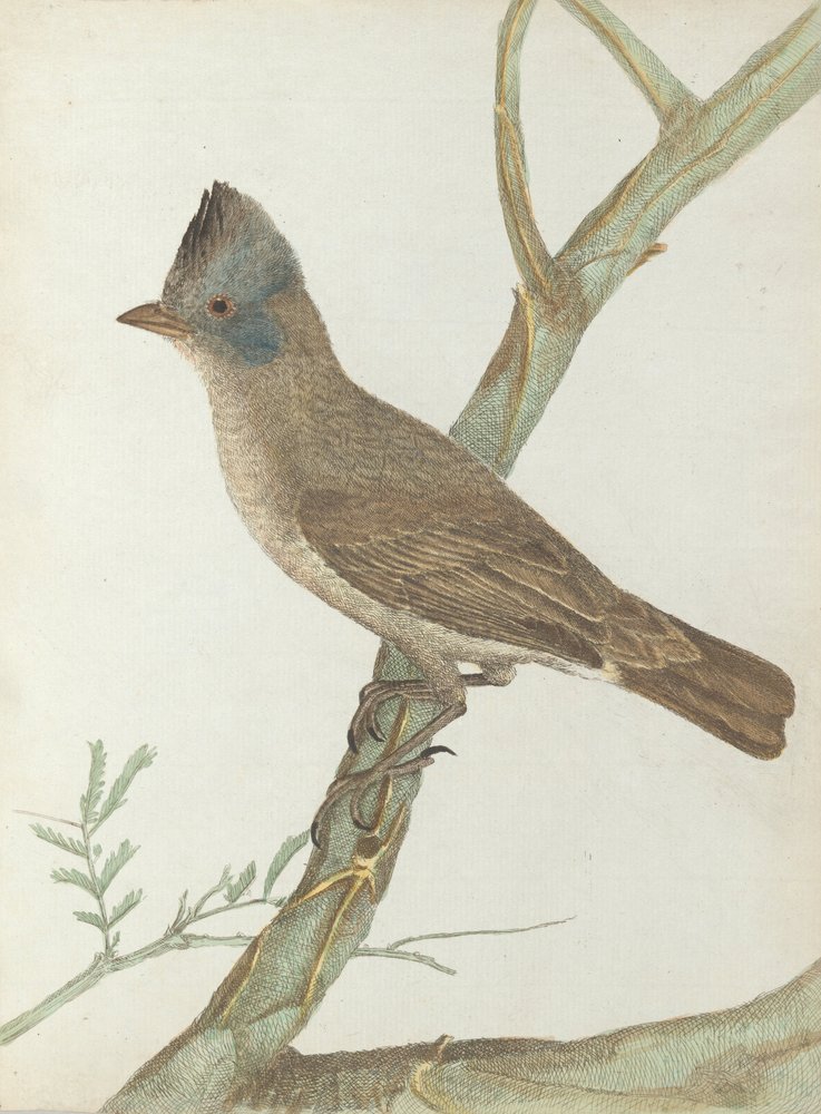 Crested Thrush by John William Lewin: Buy fine art print